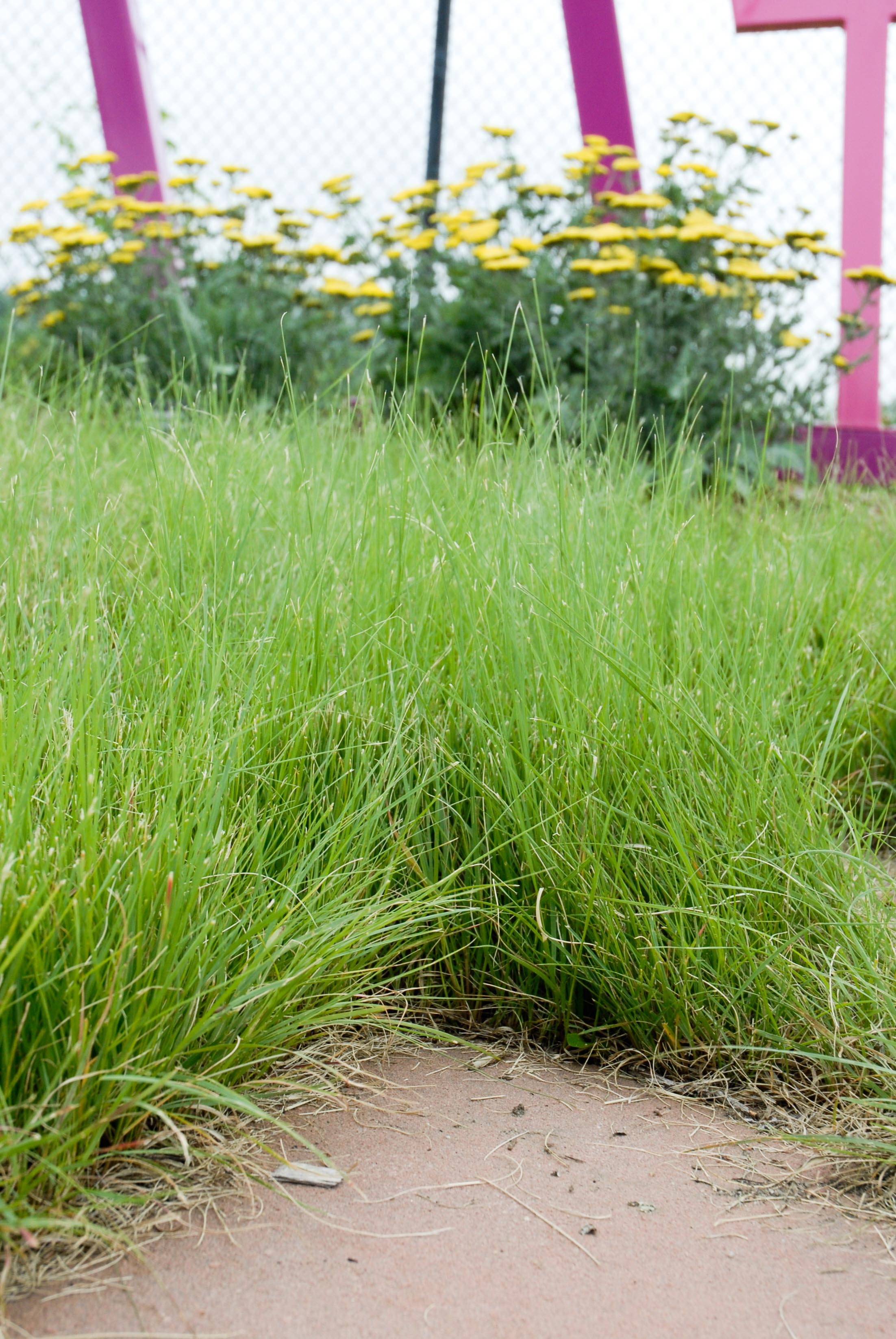 Colorado Springs Utilities Xeriscaping - Blue Grama