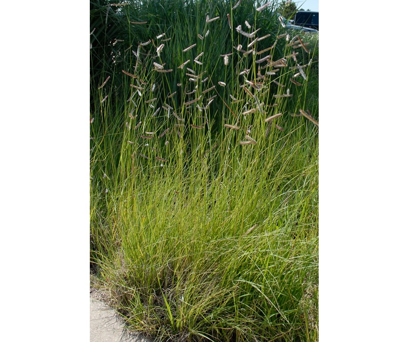 Colorado Springs Utilities Xeriscaping - Blue Grama