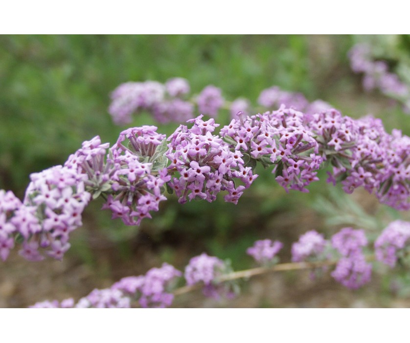 Colorado Springs Utilities Xeriscaping - Silver Fountain Butterfly Bush