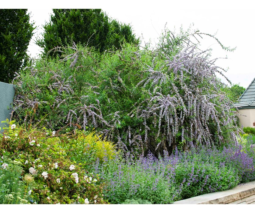 Colorado Springs Utilities Xeriscaping - Silver Fountain Butterfly Bush