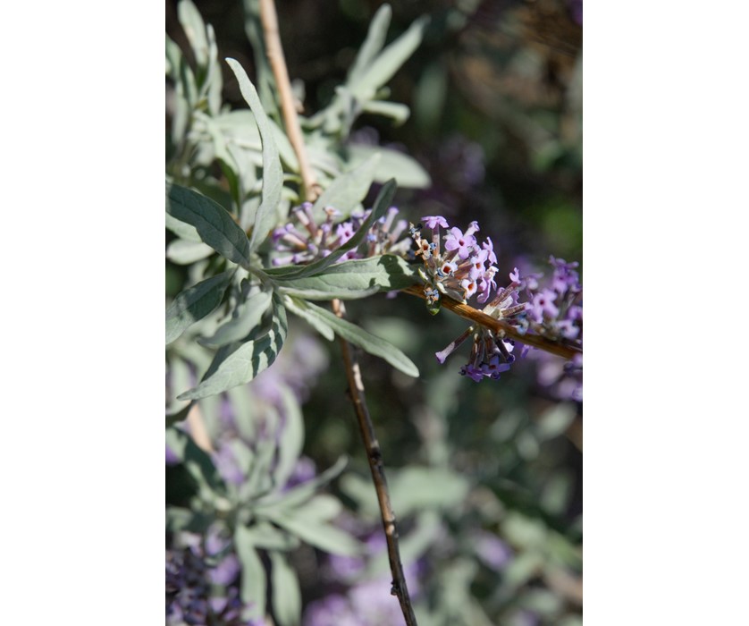 Colorado Springs Utilities Xeriscaping - Silver Fountain Butterfly Bush