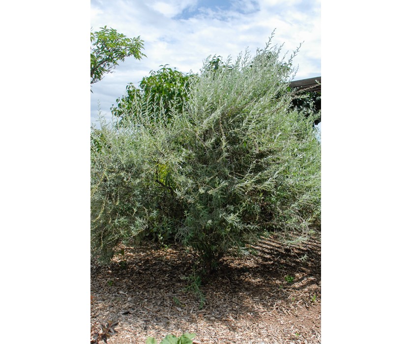 Colorado Springs Utilities Xeriscaping - Silver Fountain Butterfly Bush