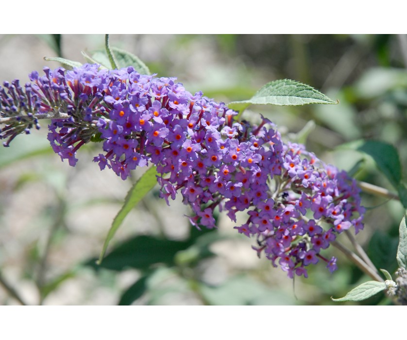 Colorado Springs Utilities Xeriscaping - Butterfly Bush