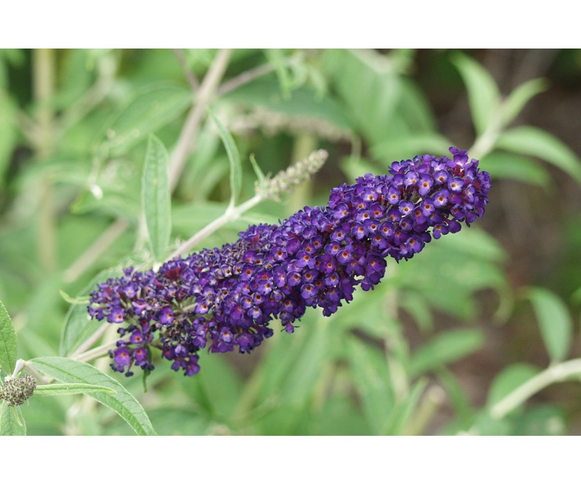 Colorado Springs Utilities Xeriscaping - Butterfly Bush