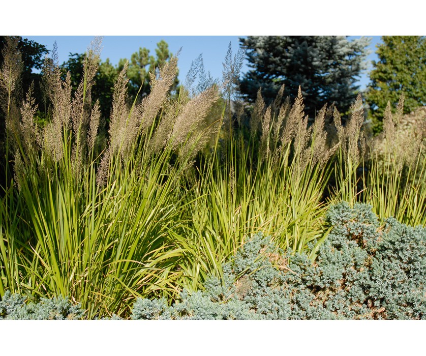 Colorado Springs Utilities Xeriscaping - Korean Feather Reed Grass