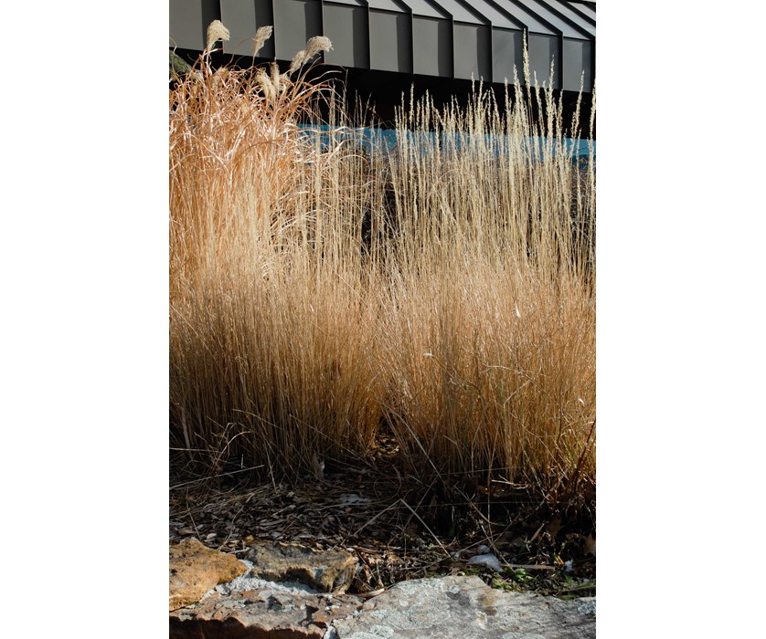 Colorado Springs Utilities Xeriscaping - Feather Reed Grass