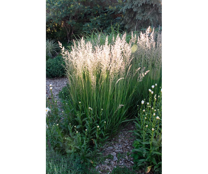 Colorado Springs Utilities Xeriscaping - Feather Reed Grass