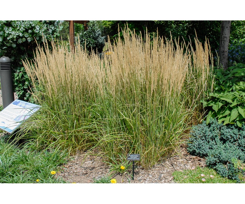 Colorado Springs Utilities Xeriscaping - Overdam Feather Reed Grass