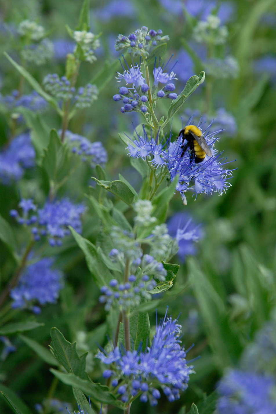 Colorado Springs Utilities Xeriscaping - Bluebeard