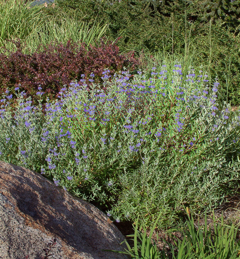 Colorado Springs Utilities Xeriscaping - Bluebeard