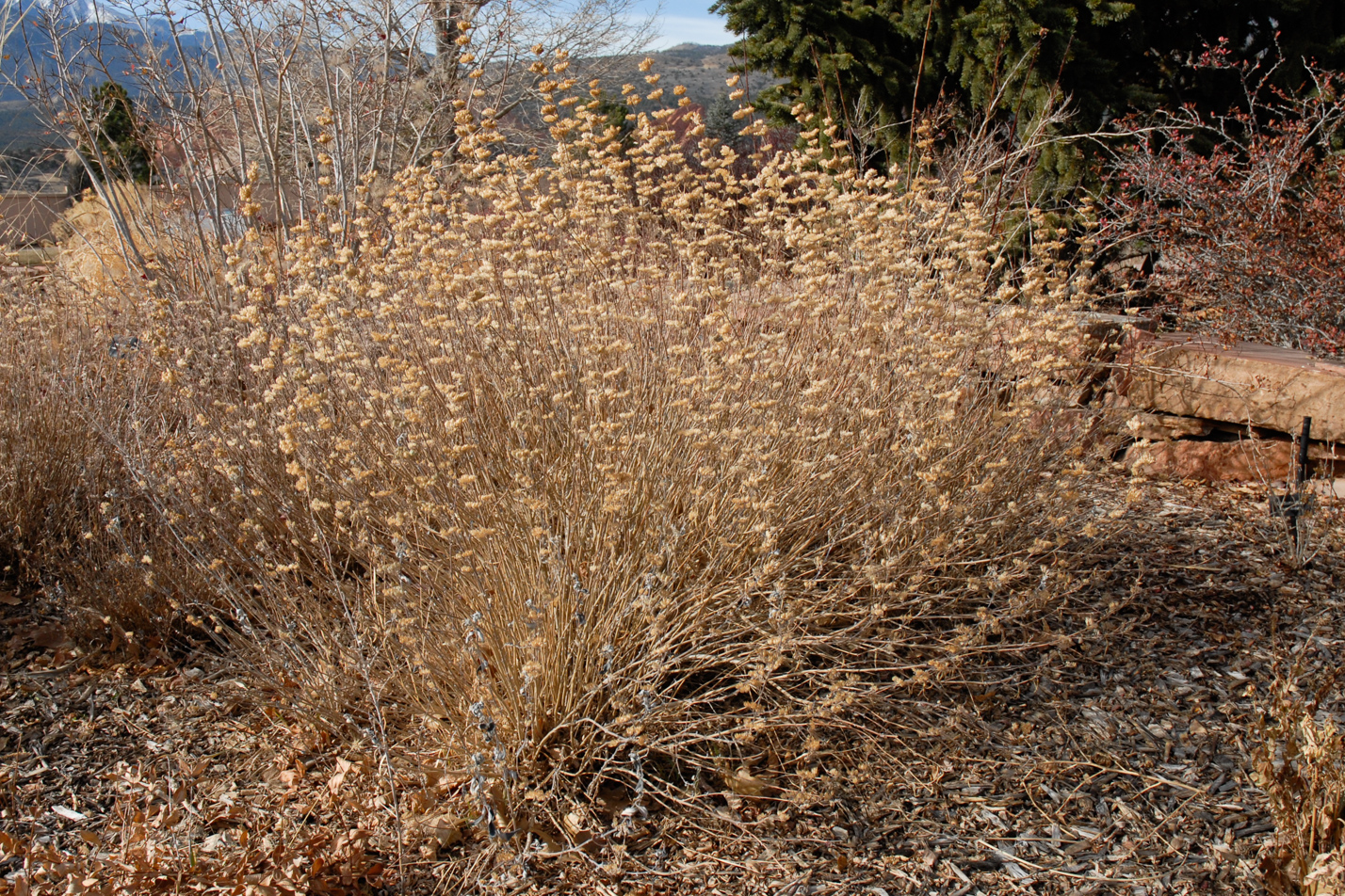 Colorado Springs Utilities Xeriscaping - Bluebeard
