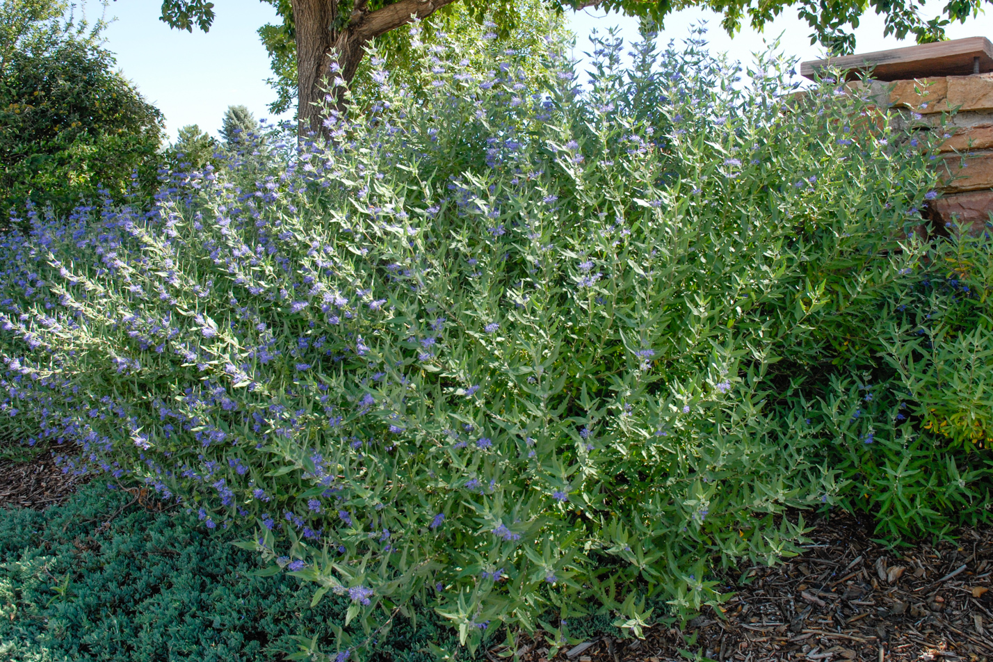 Colorado Springs Utilities Xeriscaping - Bluebeard
