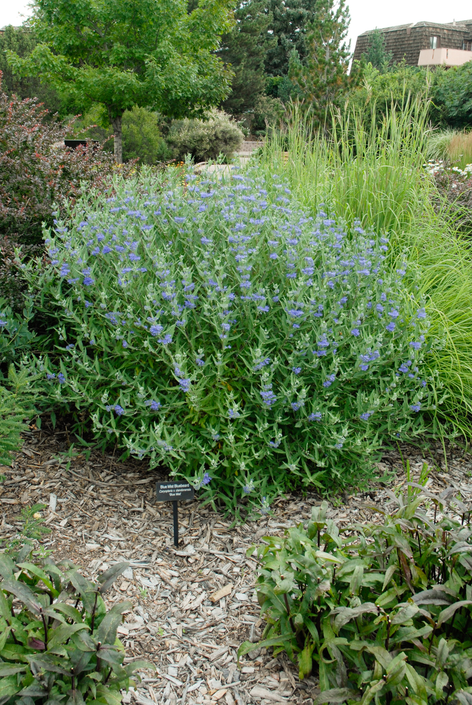 Colorado Springs Utilities Xeriscaping - Bluebeard