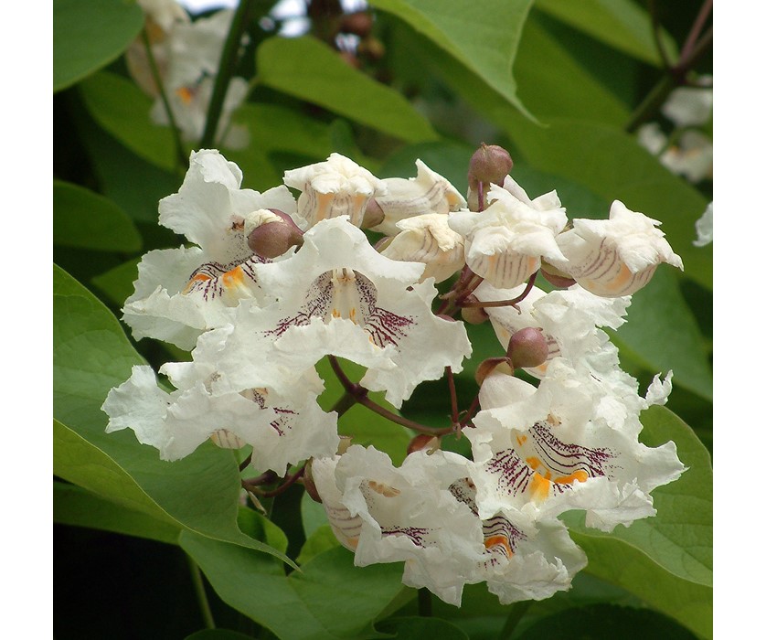 Colorado Springs Utilities Xeriscaping - Western Catalpa