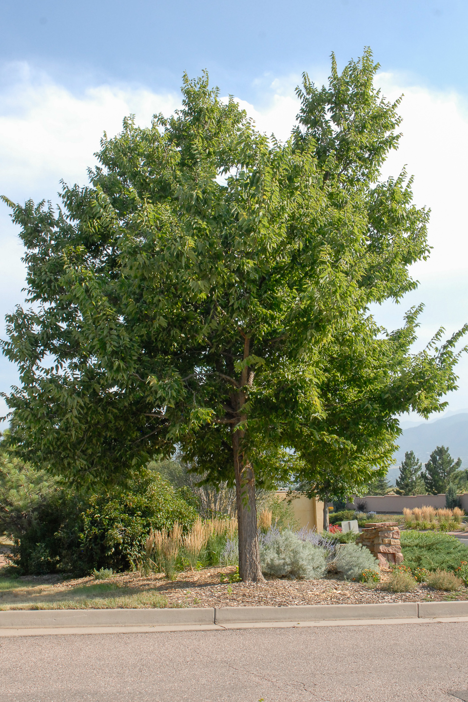 Common Hackberry Tree
