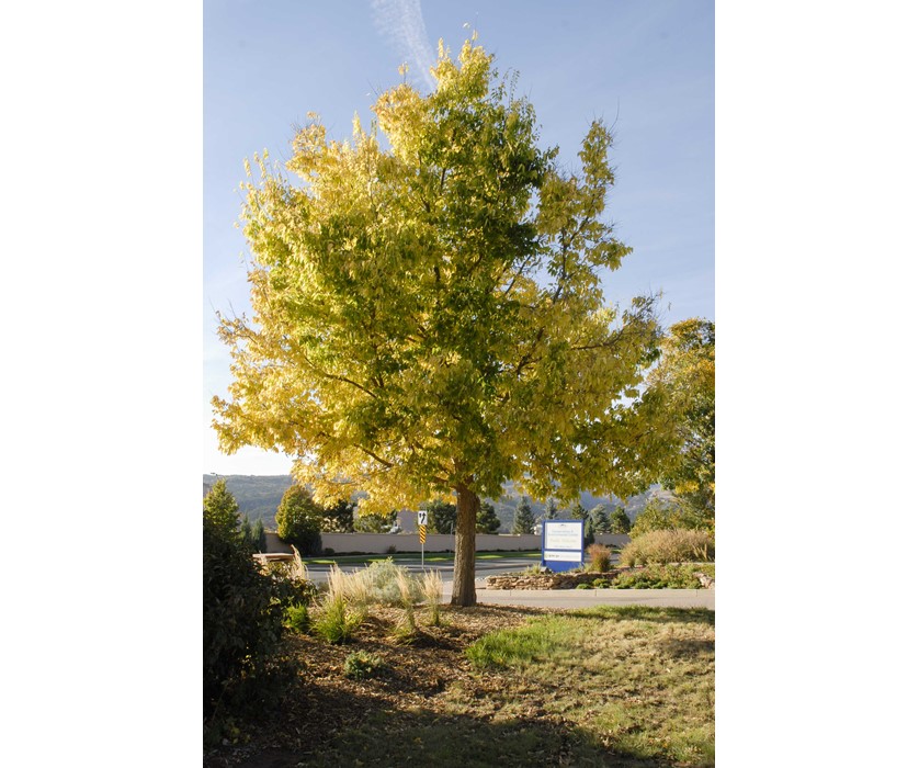 Colorado Springs Utilities Xeriscaping - Hackberry