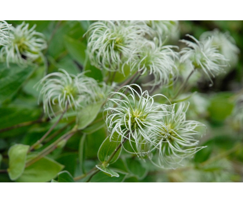 Colorado Springs Utilities Xeriscaping - Mongolian Bells Clematis