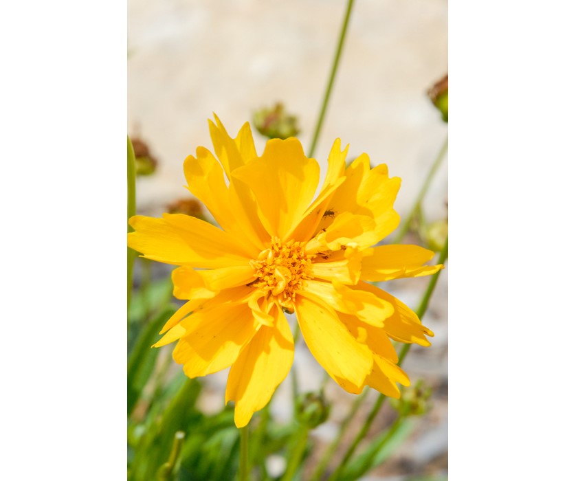 sunray coreopsis