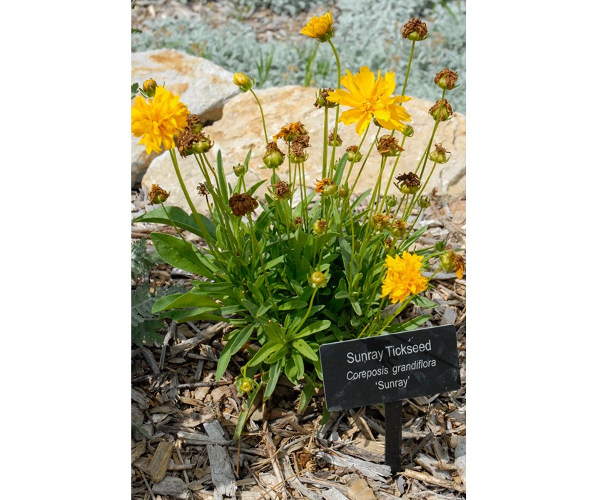 Colorado Springs Utilities Xeriscaping - Sunray Coreopsis