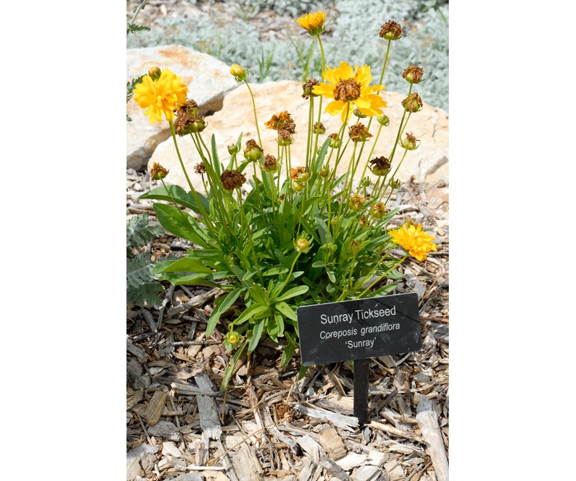 sunray coreopsis