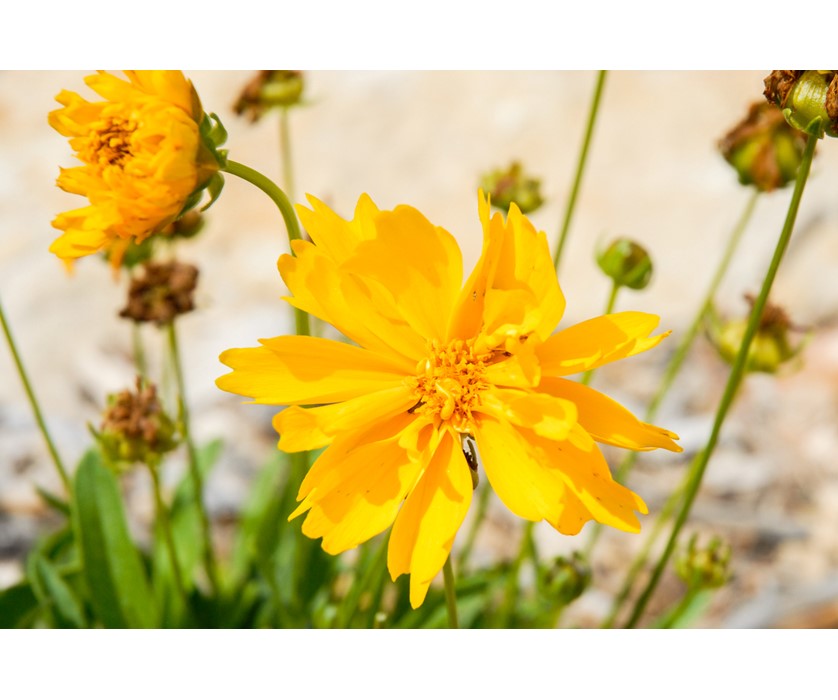 Colorado Springs Utilities Xeriscaping - Sunray Coreopsis