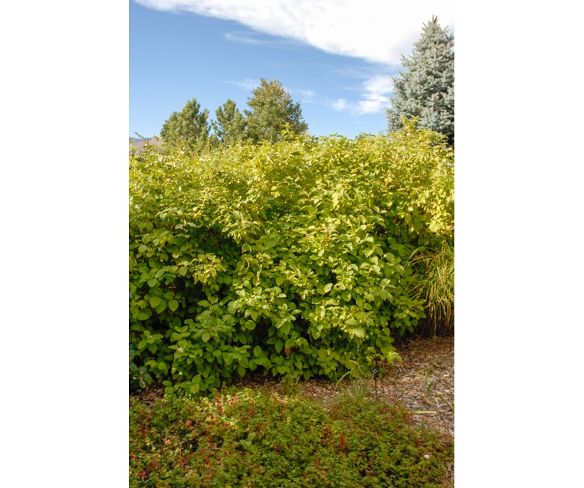 yellow twig dogwood shrub