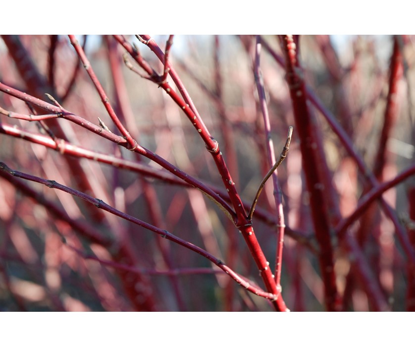 Colorado Springs Utilities Xeriscaping - Red Twig Dogwood