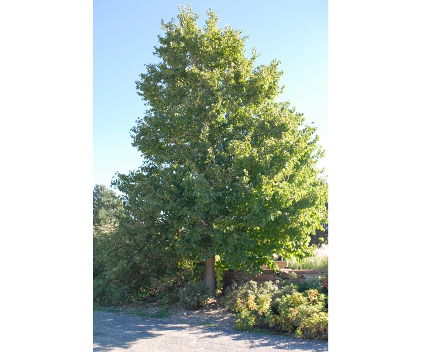 Turkish Filbert Leaf