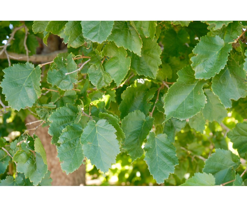 Colorado Springs Utilities Xeriscaping - Turkish Filbert