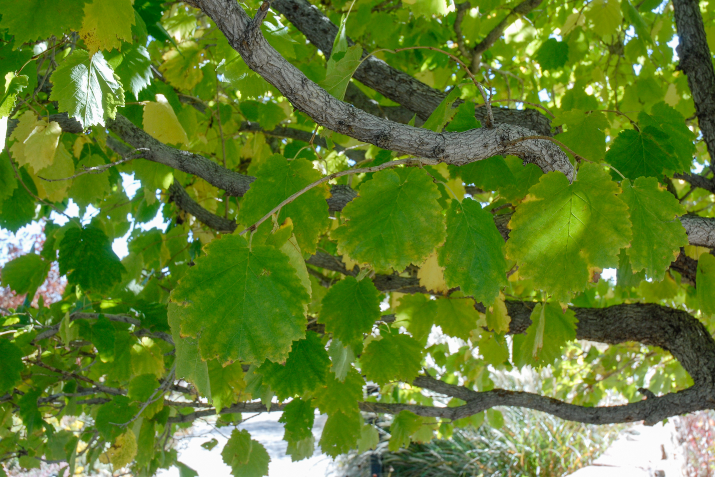 Colorado Springs Utilities Xeriscaping - Turkish Filbert