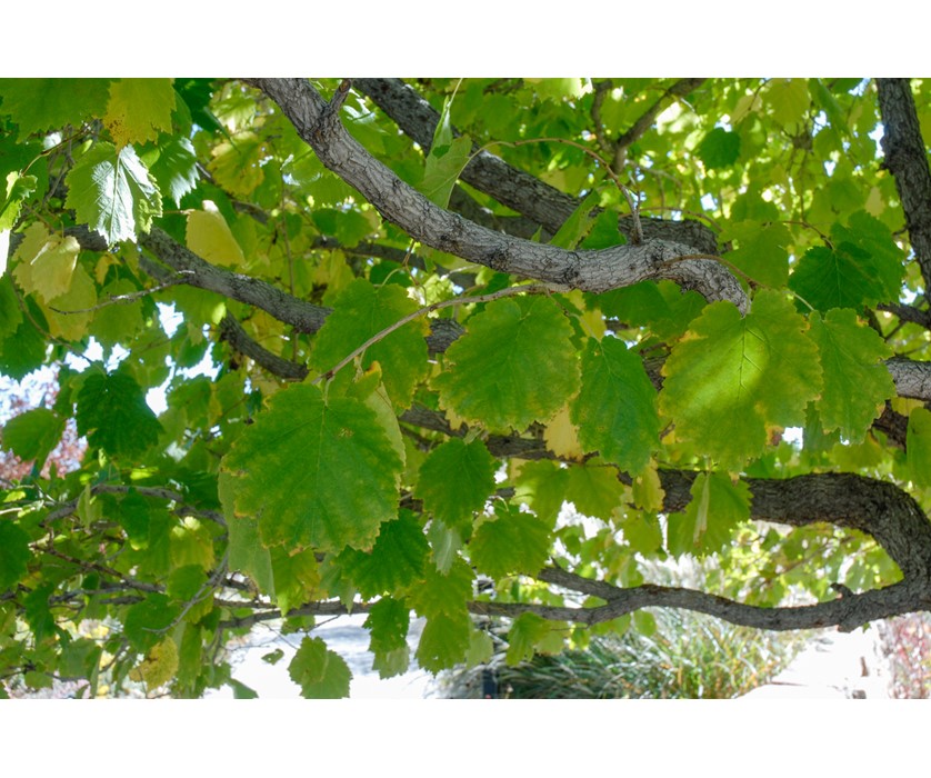 Colorado Springs Utilities Xeriscaping - Turkish Filbert