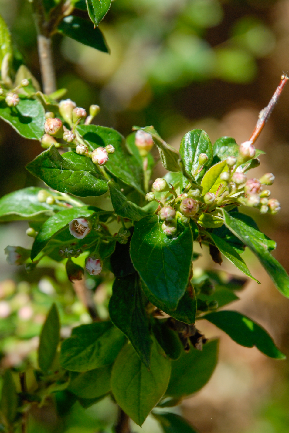Colorado Springs Utilities Xeriscaping - Peking Cotoneaster