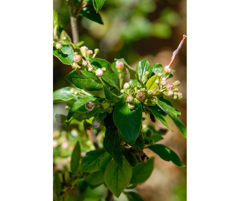 Colorado Springs Utilities Xeriscaping - Peking Cotoneaster