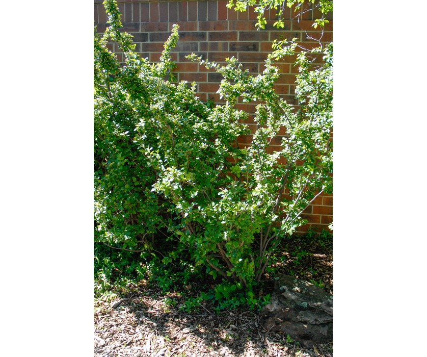 Colorado Springs Utilities Xeriscaping - Peking Cotoneaster