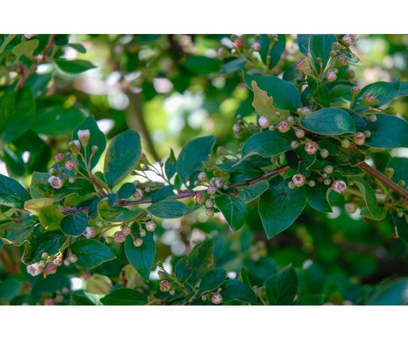 Colorado Springs Utilities Xeriscaping - Peking Cotoneaster