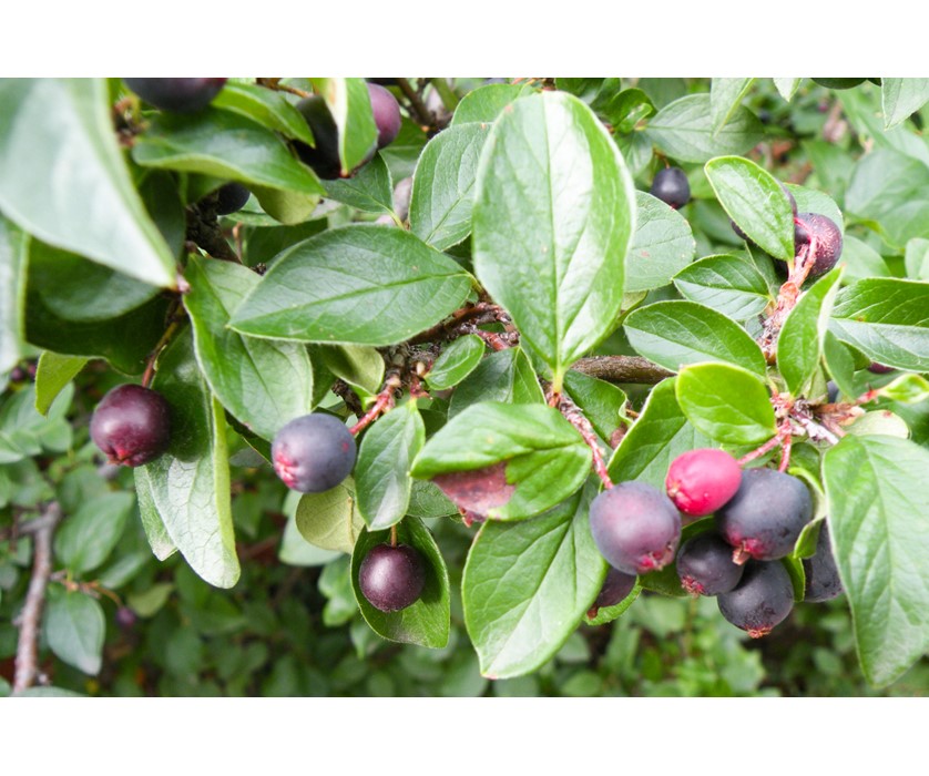 Colorado Springs Utilities Xeriscaping - Peking Cotoneaster