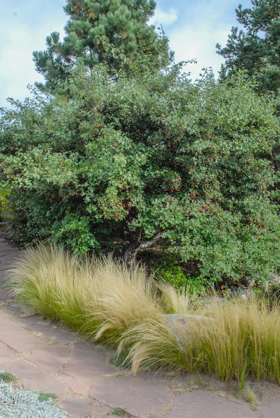 Colorado Springs Utilities Xeriscaping - Russian Hawthorn