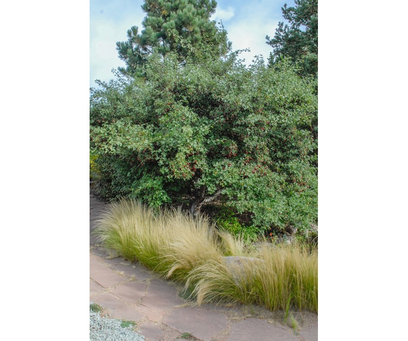 Colorado Springs Utilities Xeriscaping - Russian Hawthorn
