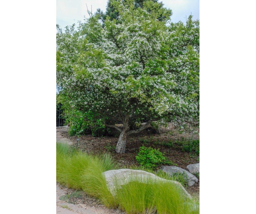 Colorado Springs Utilities Xeriscaping - Russian Hawthorn