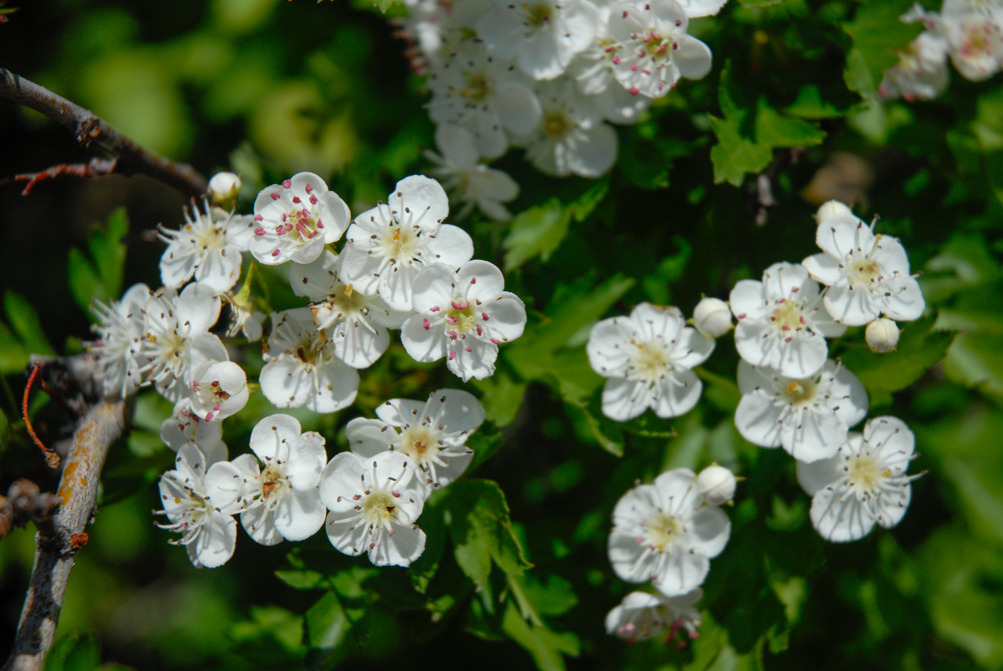 Colorado Springs Utilities Xeriscaping - Russian Hawthorn