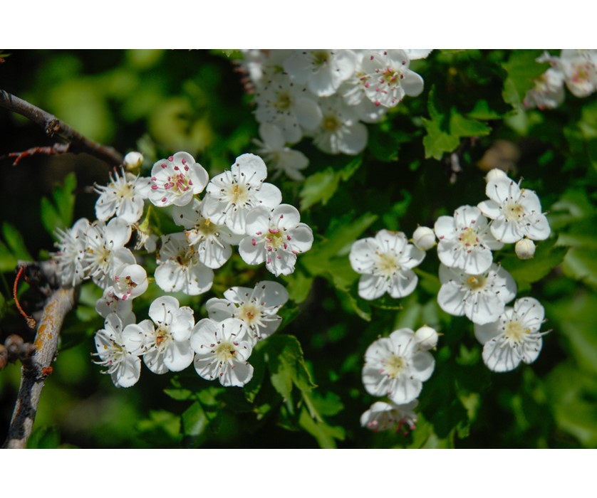 Colorado Springs Utilities Xeriscaping - Russian Hawthorn