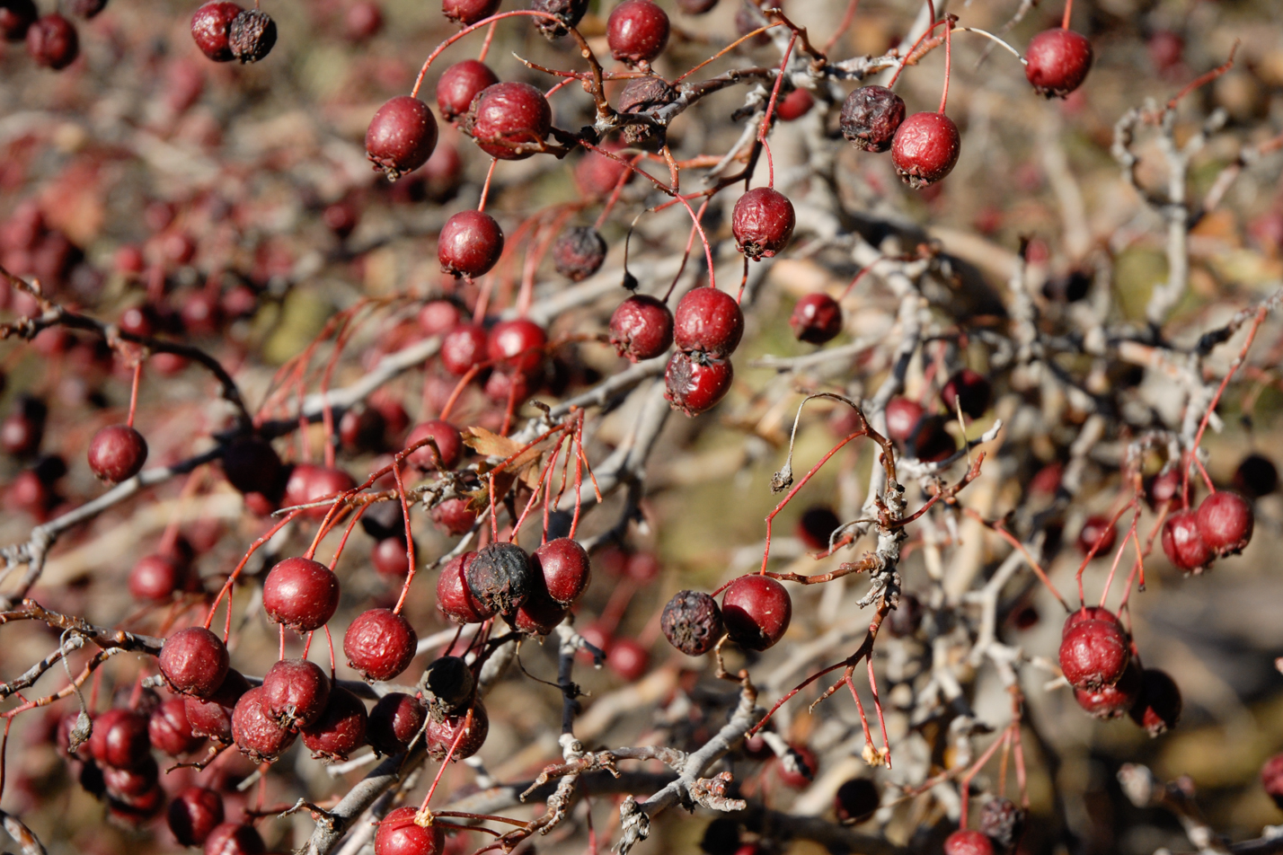 Colorado Springs Utilities Xeriscaping - Russian Hawthorn