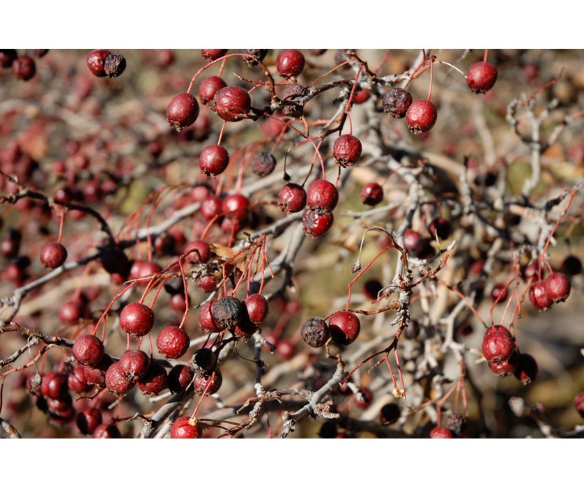 Colorado Springs Utilities Xeriscaping - Russian Hawthorn