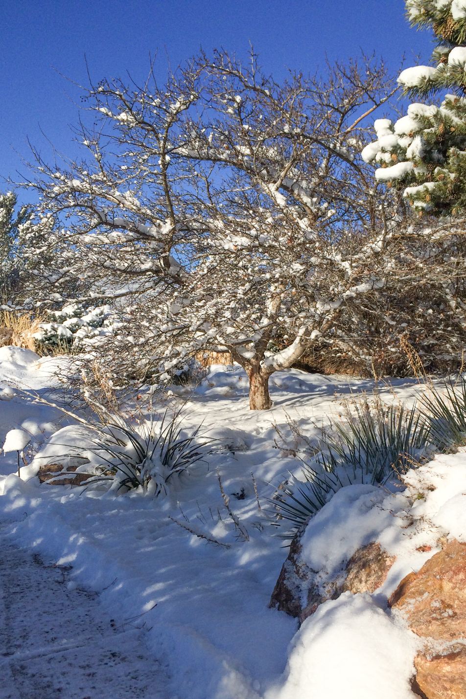 Colorado Springs Utilities Xeriscaping - Russian Hawthorn
