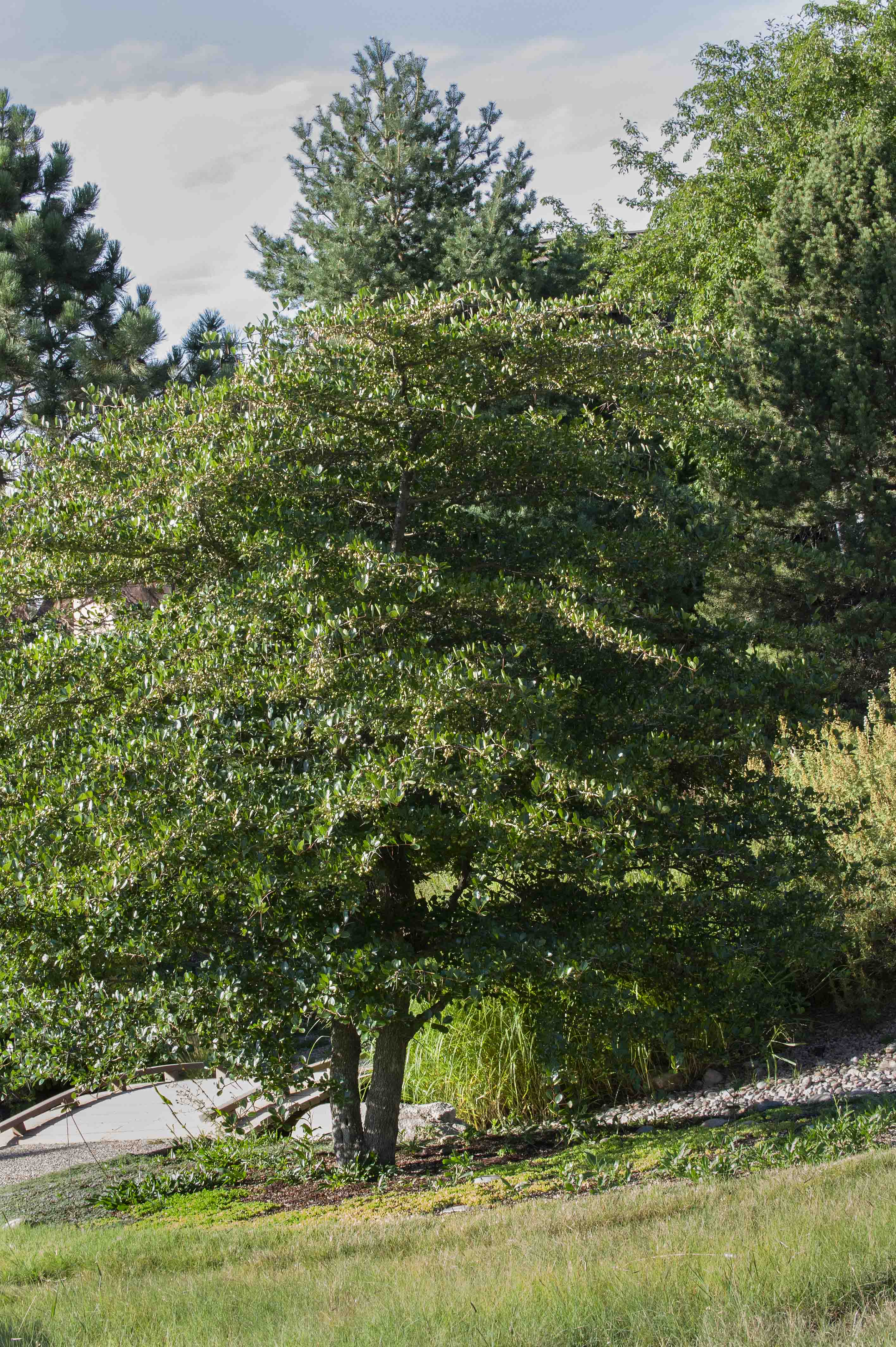 Colorado Springs Utilities Xeriscaping - Cockspur Hawthorn