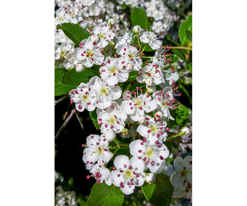Colorado Springs Utilities Xeriscaping - Cockspur Hawthorn