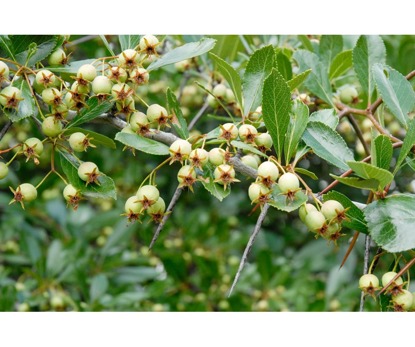 Colorado Springs Utilities Xeriscaping - Cockspur Hawthorn