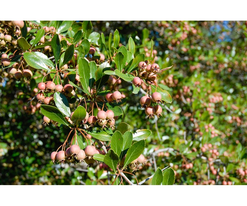 Colorado Springs Utilities Xeriscaping - Cockspur Hawthorn