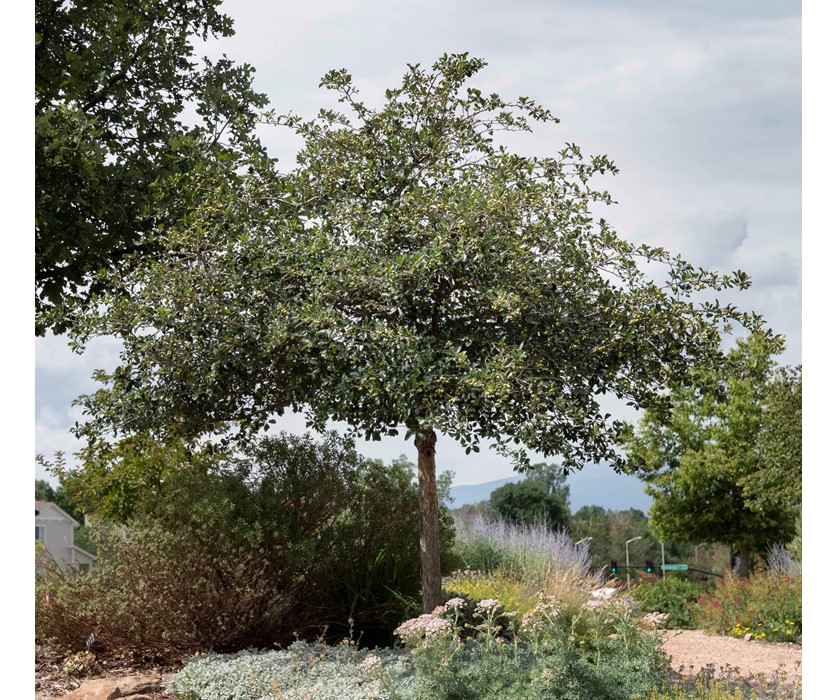Colorado Springs Utilities Xeriscaping - Thornless Cockspur Hawthorn