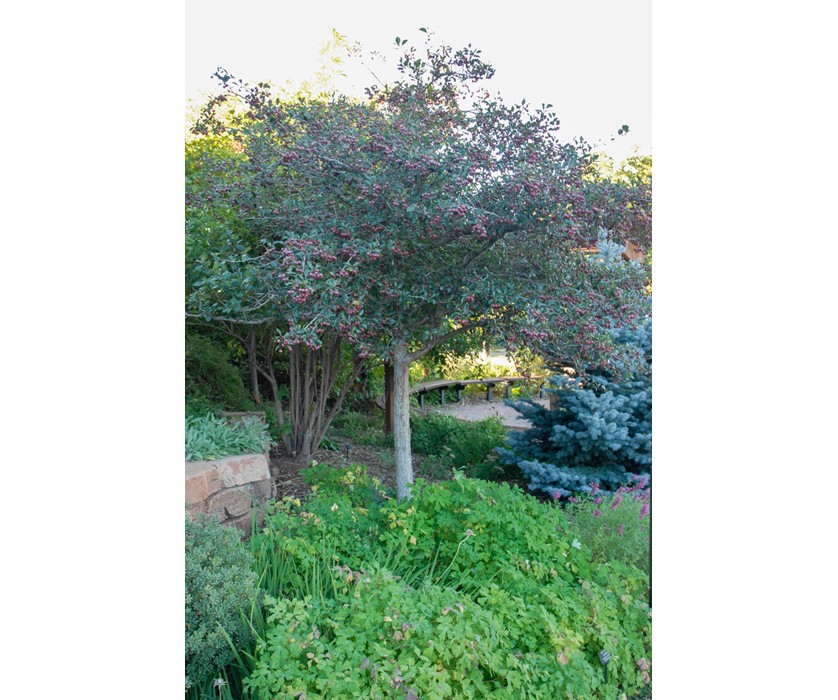 Colorado Springs Utilities Xeriscaping - Thornless Cockspur Hawthorn